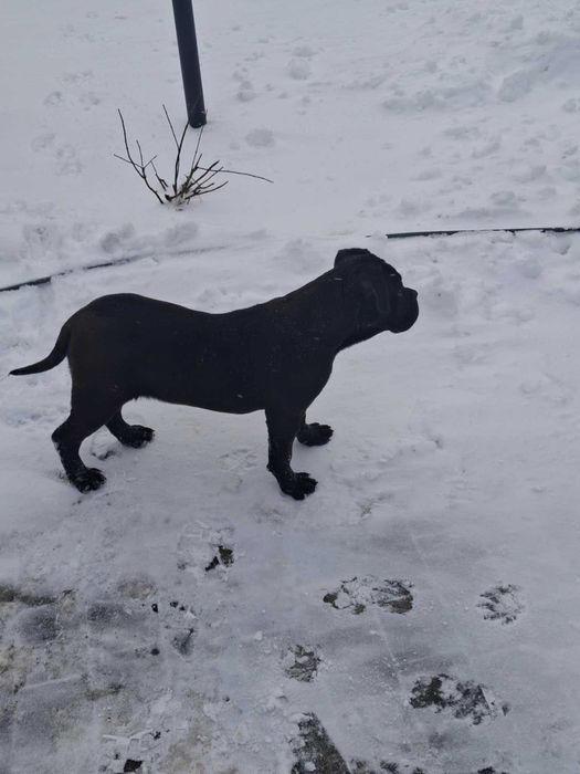 Piękna suczka CANE CORSO Radom • OLX.pl