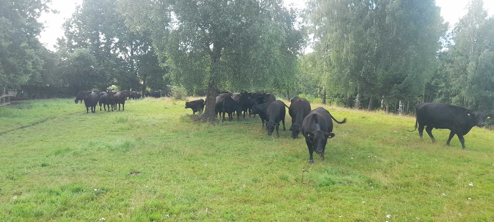Krowa Angus, Stado krów Angus Czarny Drzewiany • OLX.pl