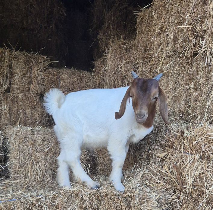 Cabrito boer puro Pombal • OLX.pt
