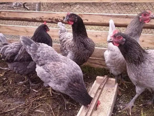 Kury Zielononóżki - OLX.pl