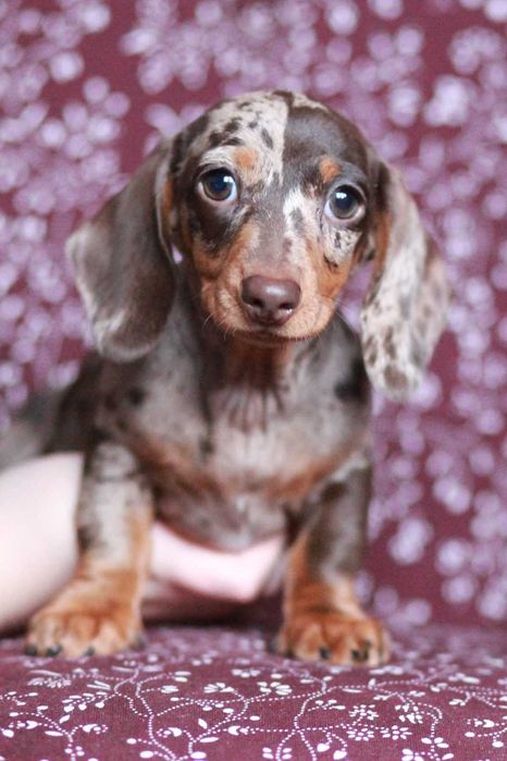 Jamnik króliczy miniaturowy suczka marmurkowa merle czekoladowa mini ...