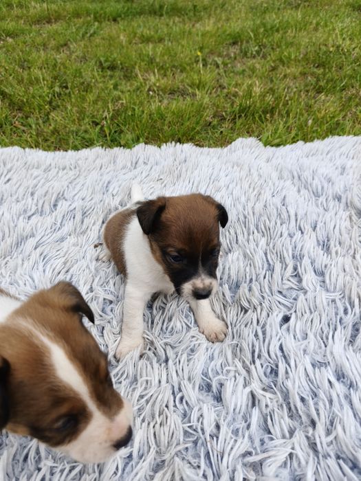 Jack Russell Terrier Lubochnia • OLX.pl