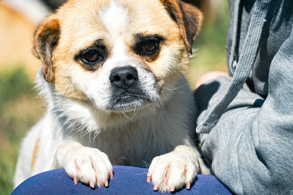 Kamper - mega fajny psiak Skierniewice • OLX.pl