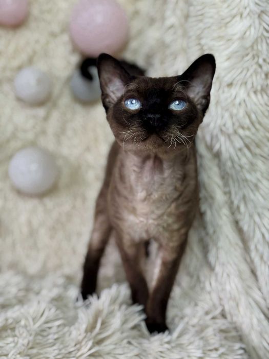 Devon Rex Reproduktor FPL Lublin • OLX.pl