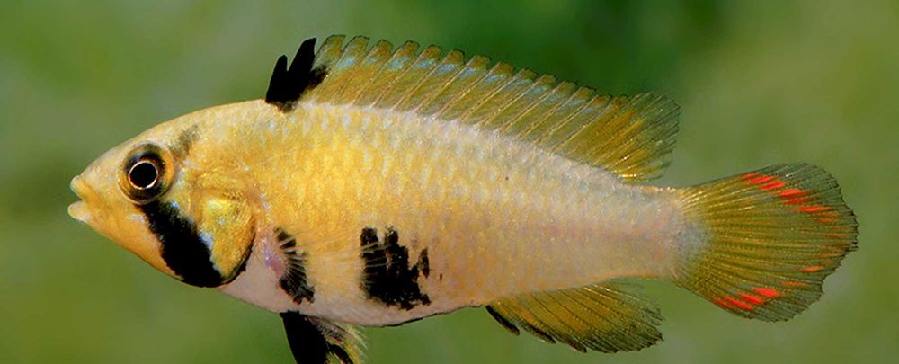 Pielęgniczka panduro - Apistogramma panduro - dowozimy, wysyłamy Gdańsk ...