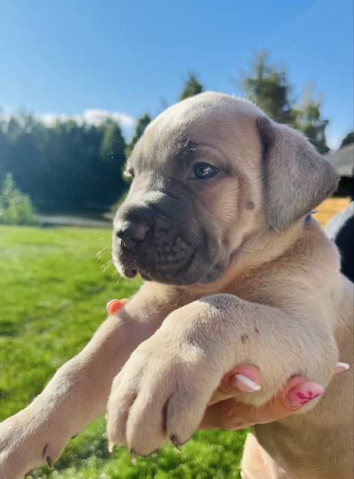 Puma Nero Cane Corso szczenie FCI po GRAND CHAMPIONIE Wola ...