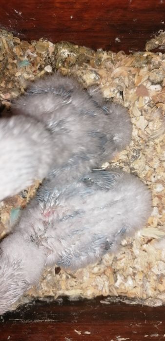 Agapornis rosseicolis e caturras S. Pedro Do Sul • OLX Portugal