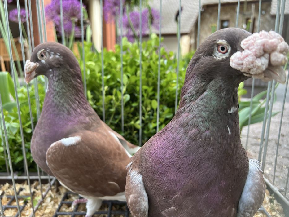 Golebie staropolskie ,, Dlugoleka ,, Długołęka • OLX.pl