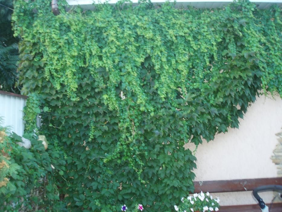 Виноград декоративный: 70 грн. - Сад / город Черкаси на Olx