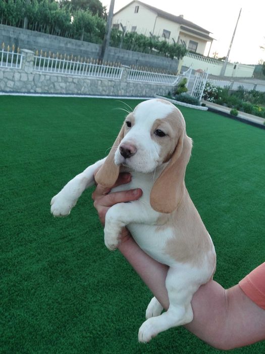 Beagle bicolor Pombal • OLX.pt