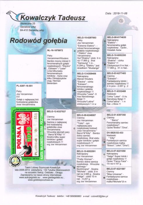 Gołębie pocztowe Gołąb Samica 2024 Jos Vercammen rodowodem Włocławek ...