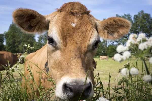 Krowa Jersey - OLX.pl