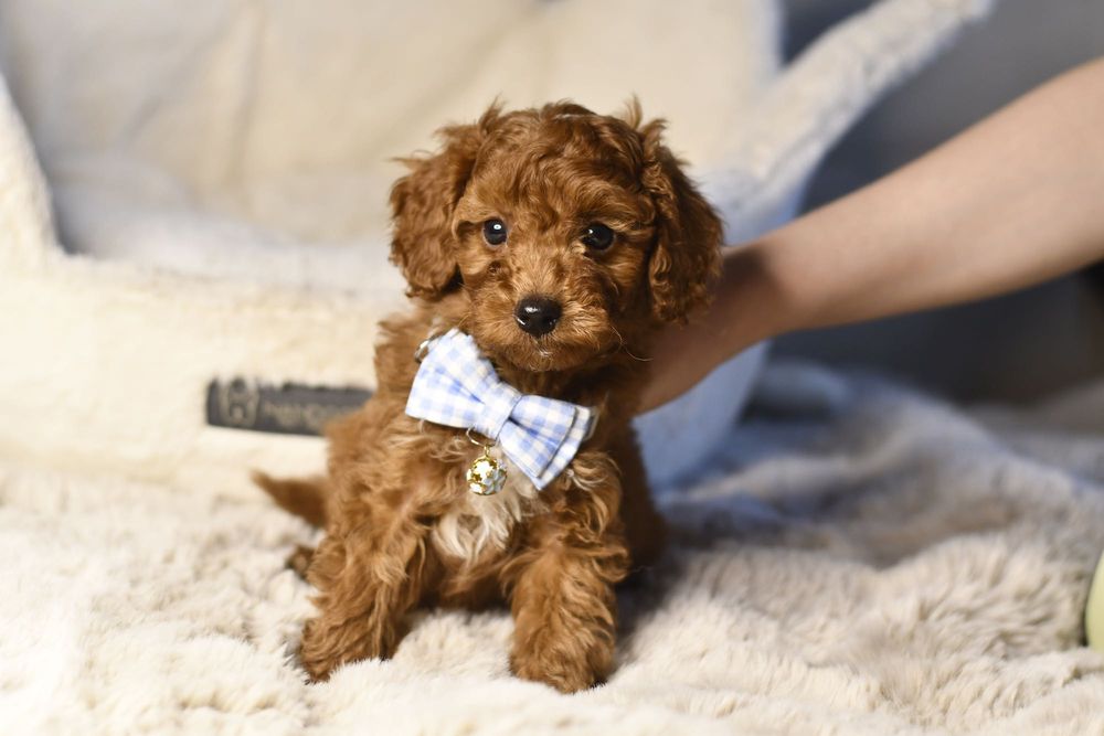 Cavapoo F1 RED BROWN wyjątkowy chłopiec Zarezerwowany Warszawa Bemowo ...