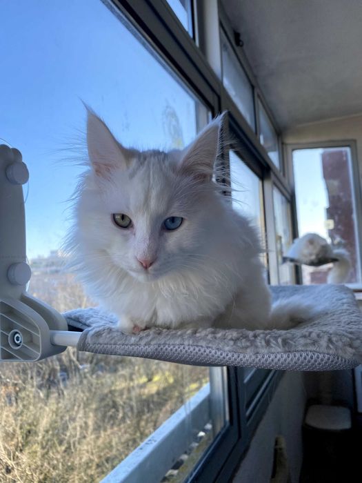 Cecília. Angorá turca branca. Olhos díspares. Linda! LOP e Vacinas ...