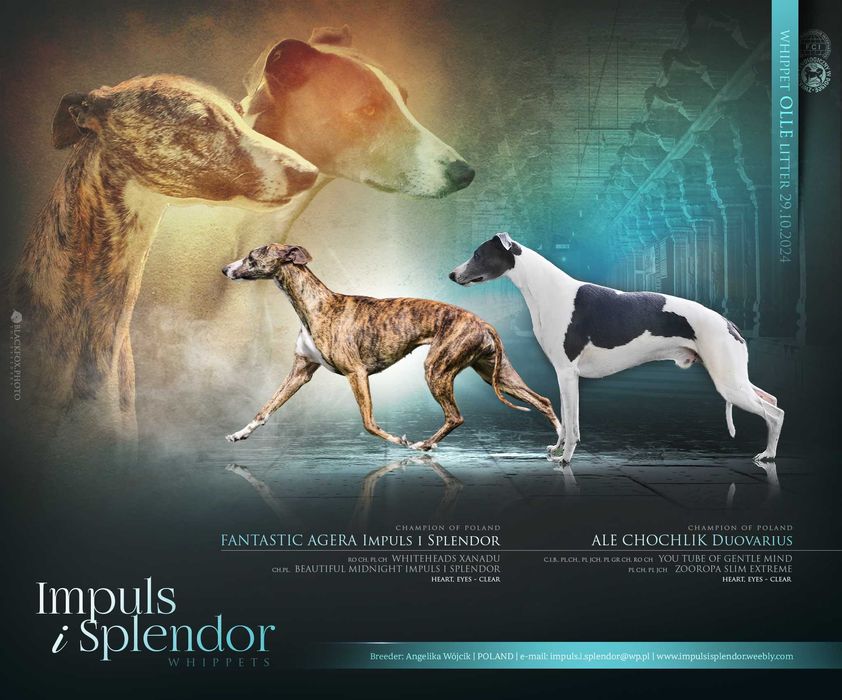 Whippet Chart Angielski, ZKwP/FCI, cudna OHANA wyjątkowej urody Kraków ...
