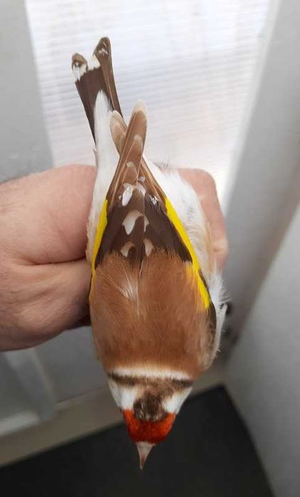 Szczygły syberyjskie Carduelis major samice i samce Wilkowa • OLX.pl