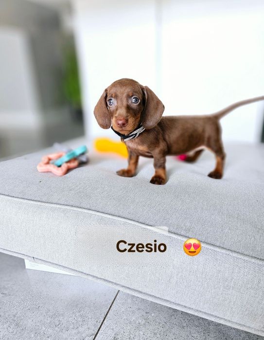 Zjawiskowy Chłopczyk Jamniczek Miniatura Kalisz • OLX.pl