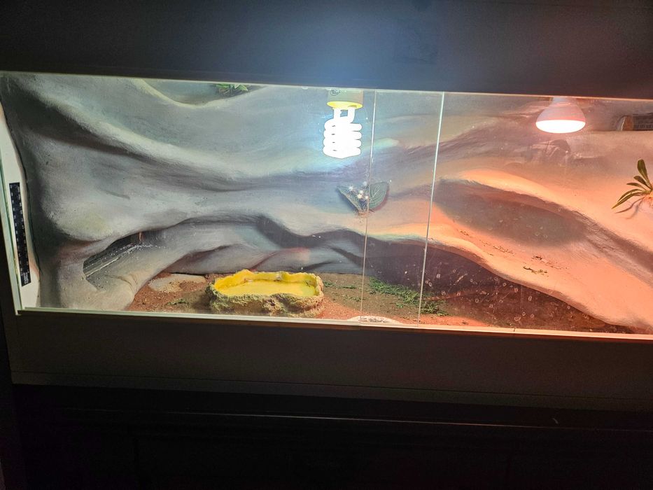 Agama brodata red jaszczurka wraz z terrarium Żory • OLX.pl