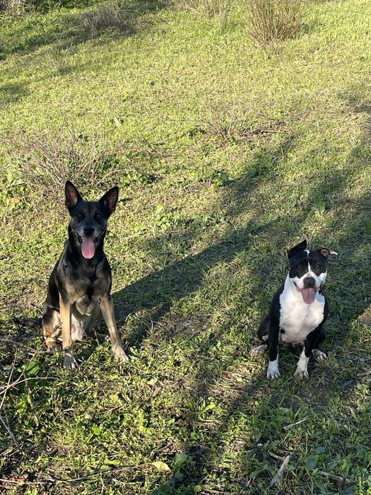 Pastor Alemao e American staffordshire terrier para adoção responsável ...