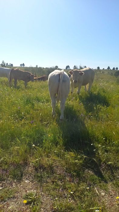 Vitelo 5meses Blond D'Aquitania Póvoa de São Miguel • OLX Portugal
