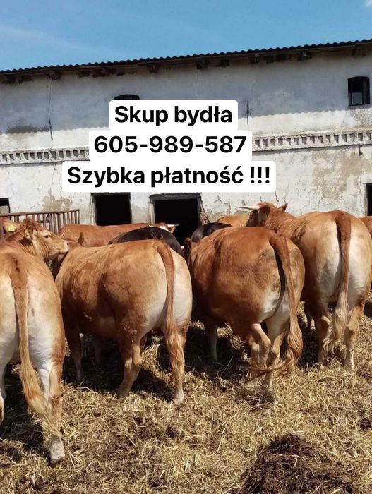 Byki jałówki krowy Piątek • OLX.pl