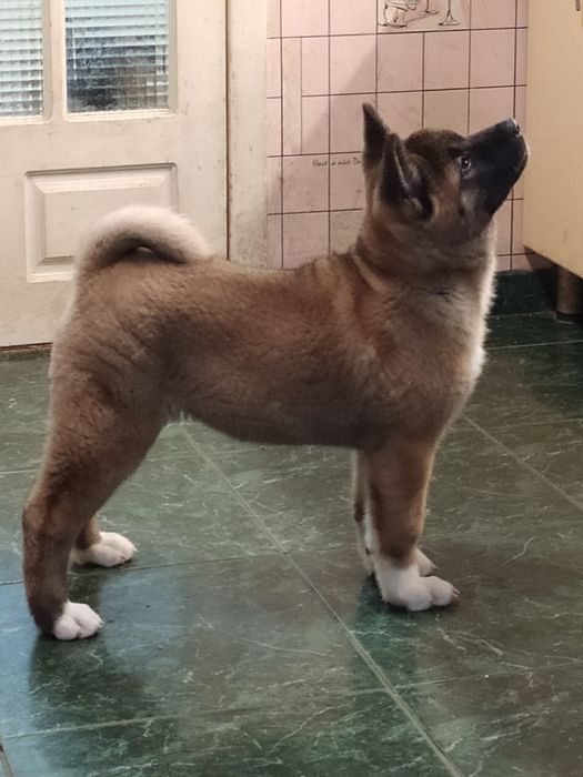 Американская Акита, питомник. КСУ-FCI.: 16 000 грн. - Собаки Одеса на Olx