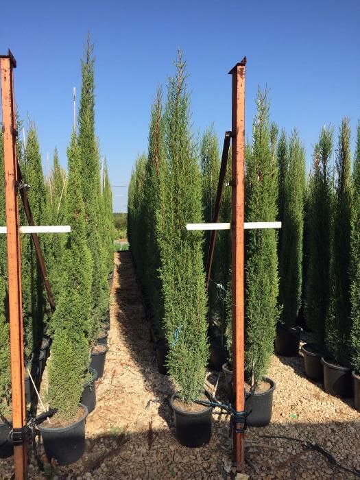 Cupressus sempervirens/ Cipreste Italiano/ Stricta/ Totem 125~900 cm ...
