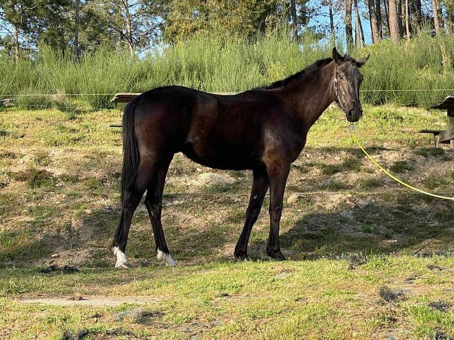 Potro Hannoveriano São Pedro da Torre • OLX.pt