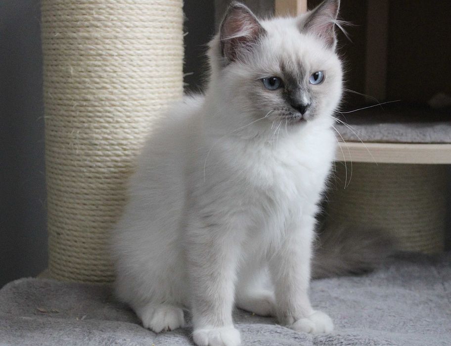 Kotka ragdoll rodowód FPL Franciszkowo • OLX.pl