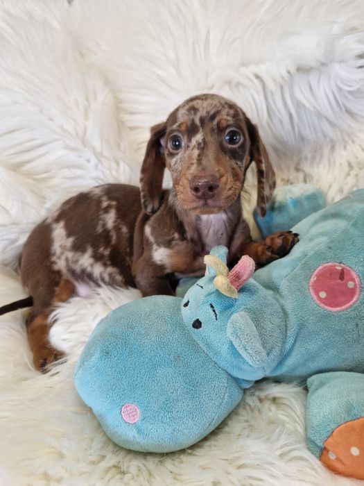 **MARLEY**jamnik miniaturowy piesek choco merle do rezerwacji ...