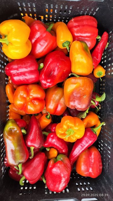 Papryka Mix Bio z własnego foliaczka 6kg Szadki • OLX.pl