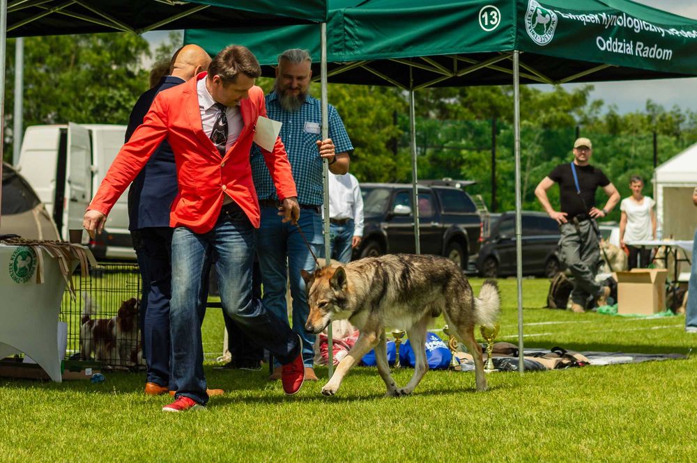 Wilczak Czechosłowacki, szczeniak, FCI Kadłub Wolny • OLX.pl