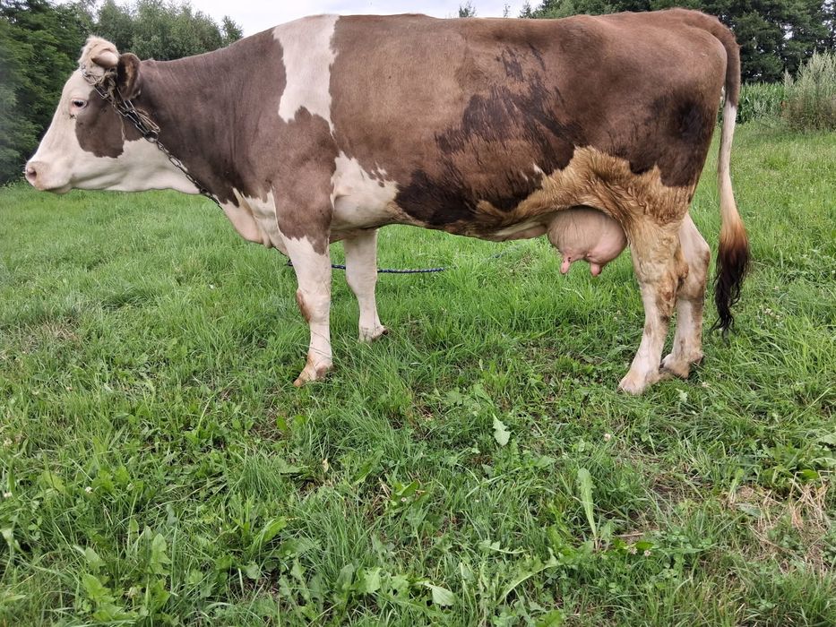 Sprzedam krowe 6 lat Małec • OLX.pl