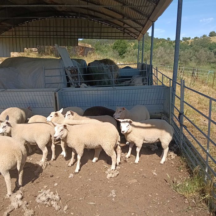 Borregos e Borregas Texel Odemira • OLX Portugal