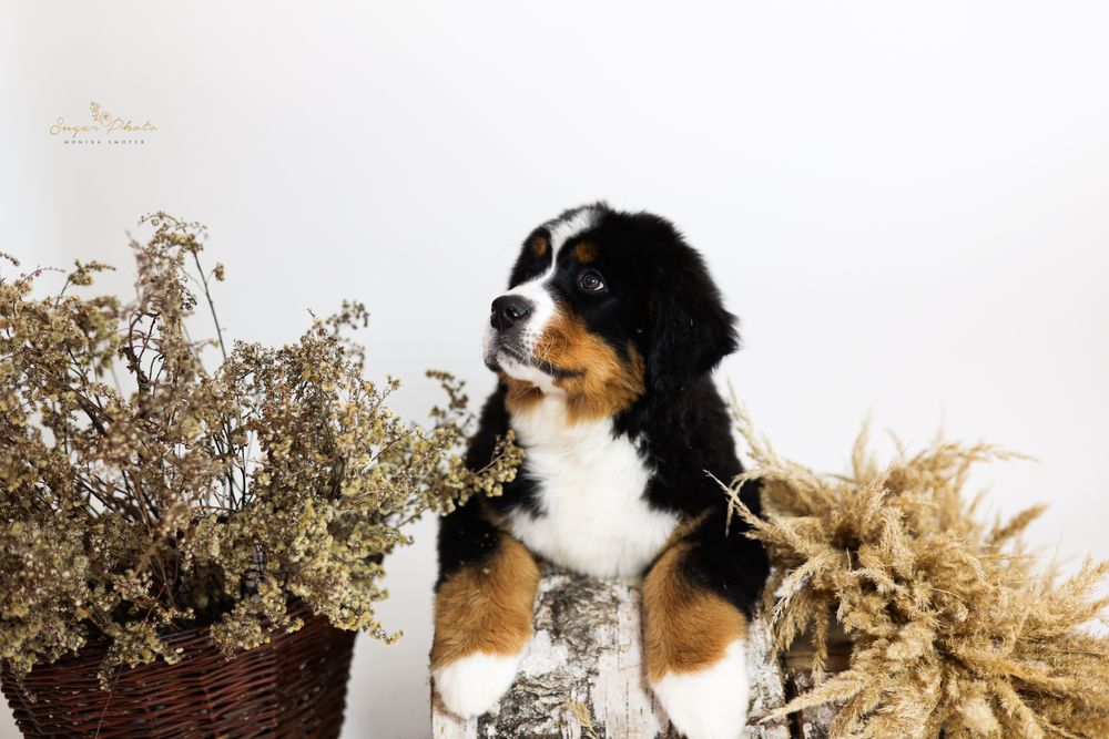 Bernenski pies pasterski Stare Rybie • OLX.pl