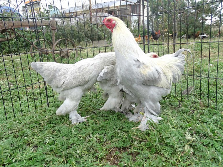 Brahma mini lawendowa, brahmy lawendowe Kostomłoty • OLX.pl