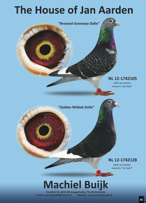 Gołębie Machiel Buijk linia Dolle!!! Drobin • OLX.pl