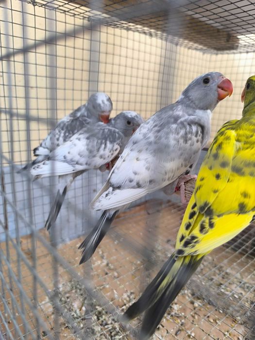 Ring neckes malhados Marinha Grande • OLX.pt