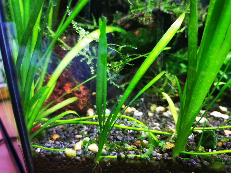Plantas aquário - Frogbite, Vallisneria nana, Java fern, musgos ...
