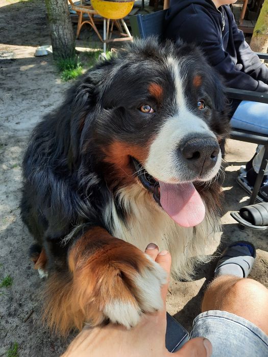 Szczeniak Berneński Pies Pasterski Syców • OLX.pl