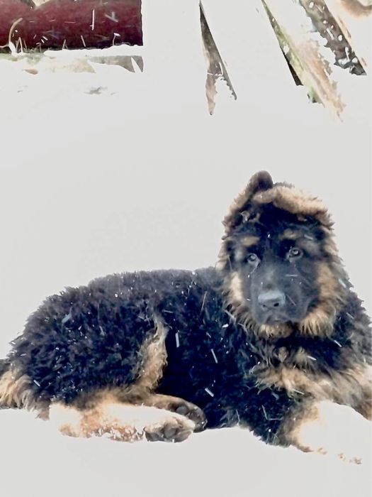 Owczarek niemiecki dlugowlosy szczeniak mocnej budowy grubej kosci ...