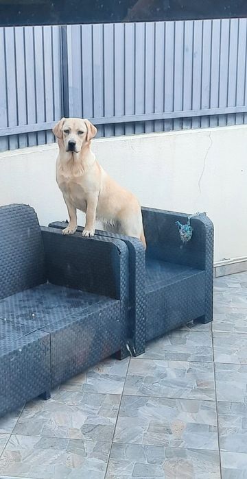 Femea de Labradora Santo Antão E São Julião Do Tojal • OLX.pt