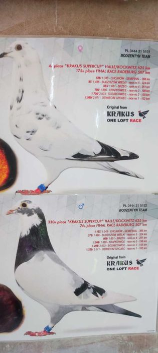 Golebie lotowe pocztowe likwidacja hodowli Bodzentyn • OLX.pl