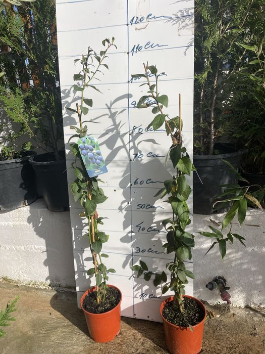 Planta Mirtilo Duke Lourinhã E Atalaia • OLX.pt