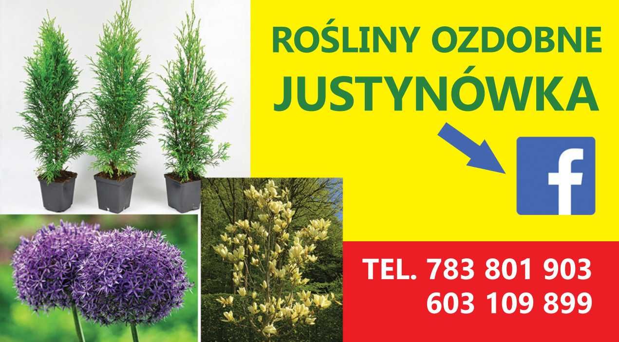 Tuja szmaragd 50-60 cm Justynówka • OLX.pl Tuja szmaragd 50-60 cm Justynówka • OLX.pl