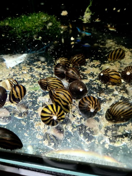 Ślimak Zebra - Tina Zoo Gliwice Jasna Gliwice Trynek • OLX.pl