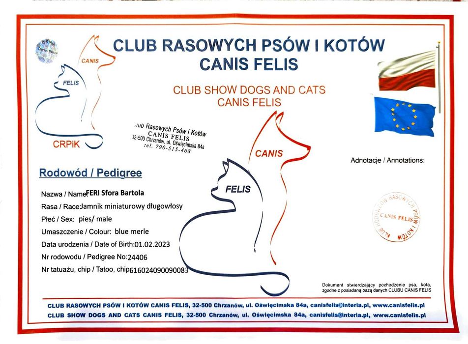 Jamnik Miniaturowy Blue Merle z rodowodem – Feri Piaseczno • OLX.pl
