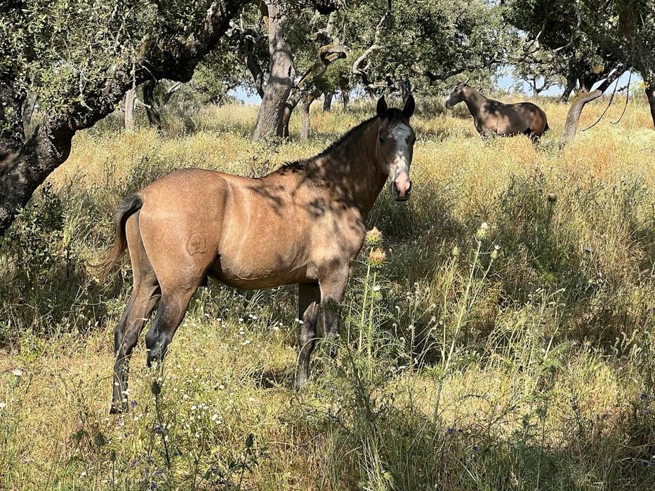 Poldro Lusitano 2 anos Grândola E Santa Margarida Da Serra • OLX Portugal