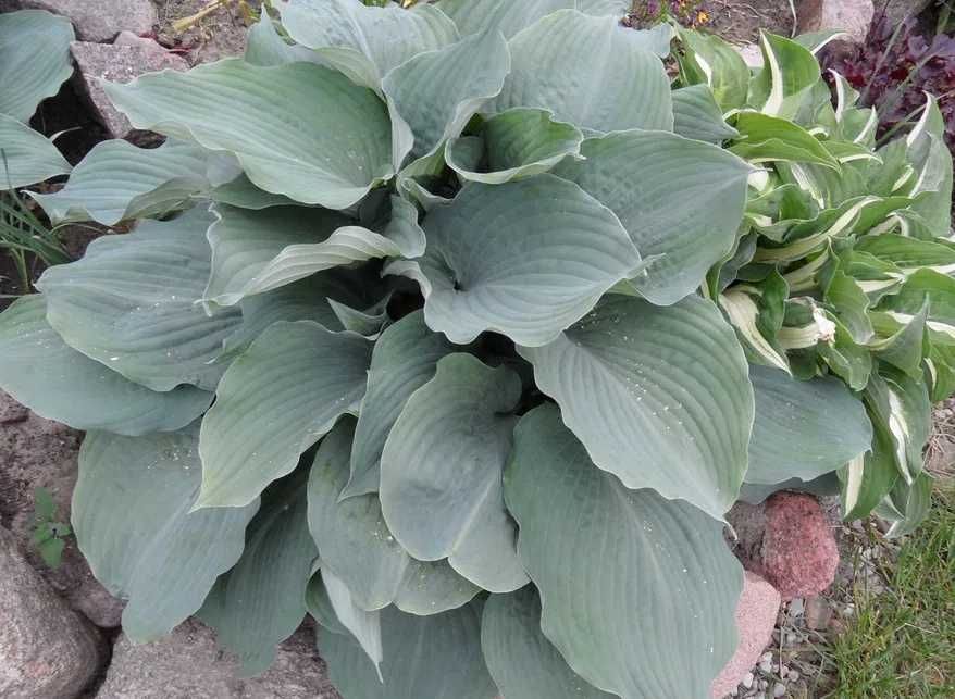 Hosty żagwin floks szałwia Kwiaty wieloletnie byliny zioła z ogród ...