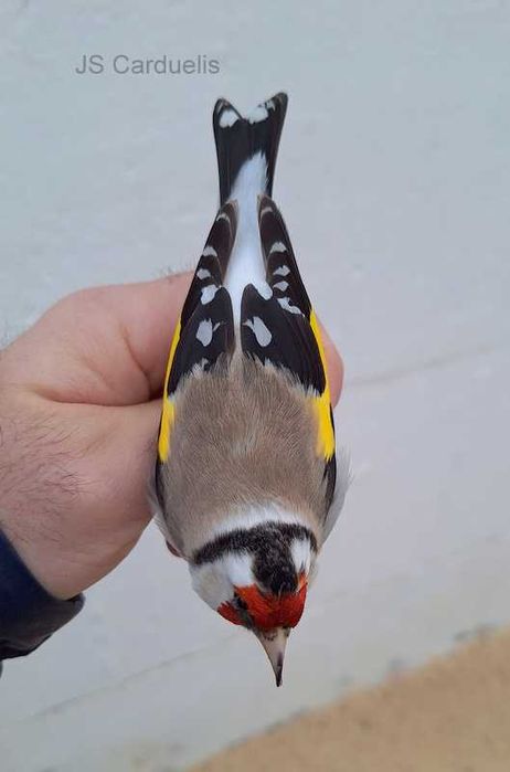 Szczygły syberyjskie Carduelis major samice i samce Wilkowa • OLX.pl